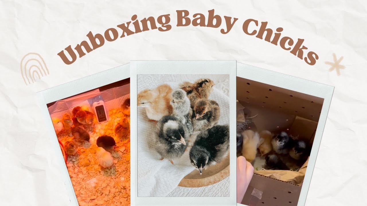 Unboxing Baby Chicks | Day Old Baby Chicks | Ordering Chicks Online ...