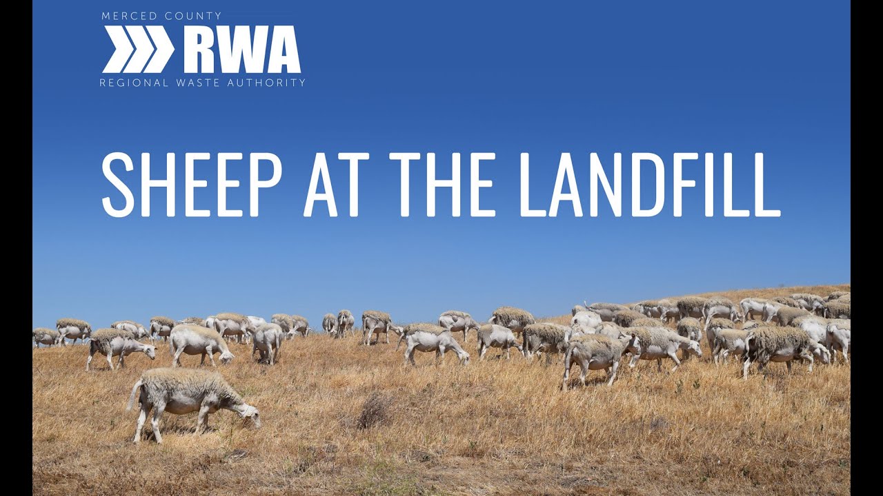 Merced County RWA - Sheep At The Landfill - YouTube