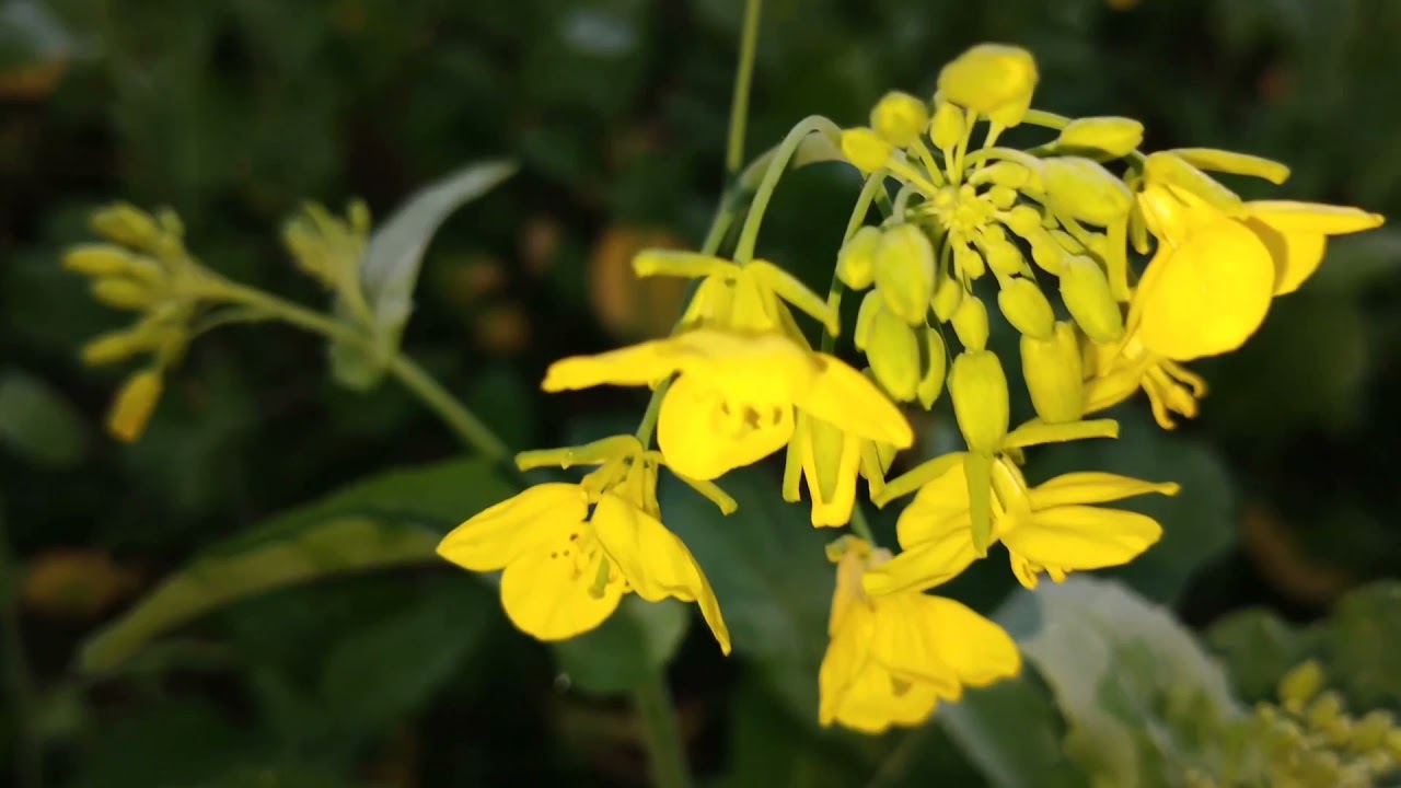 Sorisha ful. সরিষা ফুল।। Sorisha khet!! সরিষা খেত - YouTube