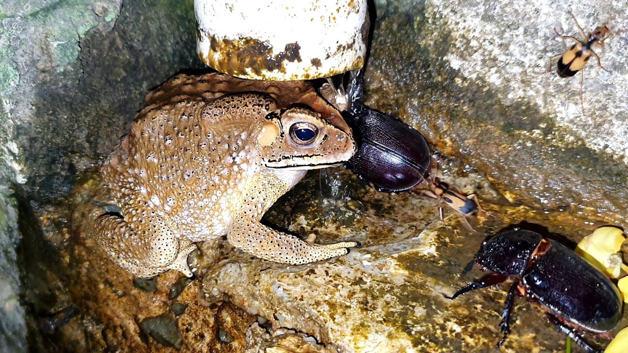 Meet The Beetle Bugs, Red Bugs And Cute Toad In The Midnight | Night Bugs | Animals | Sann ...