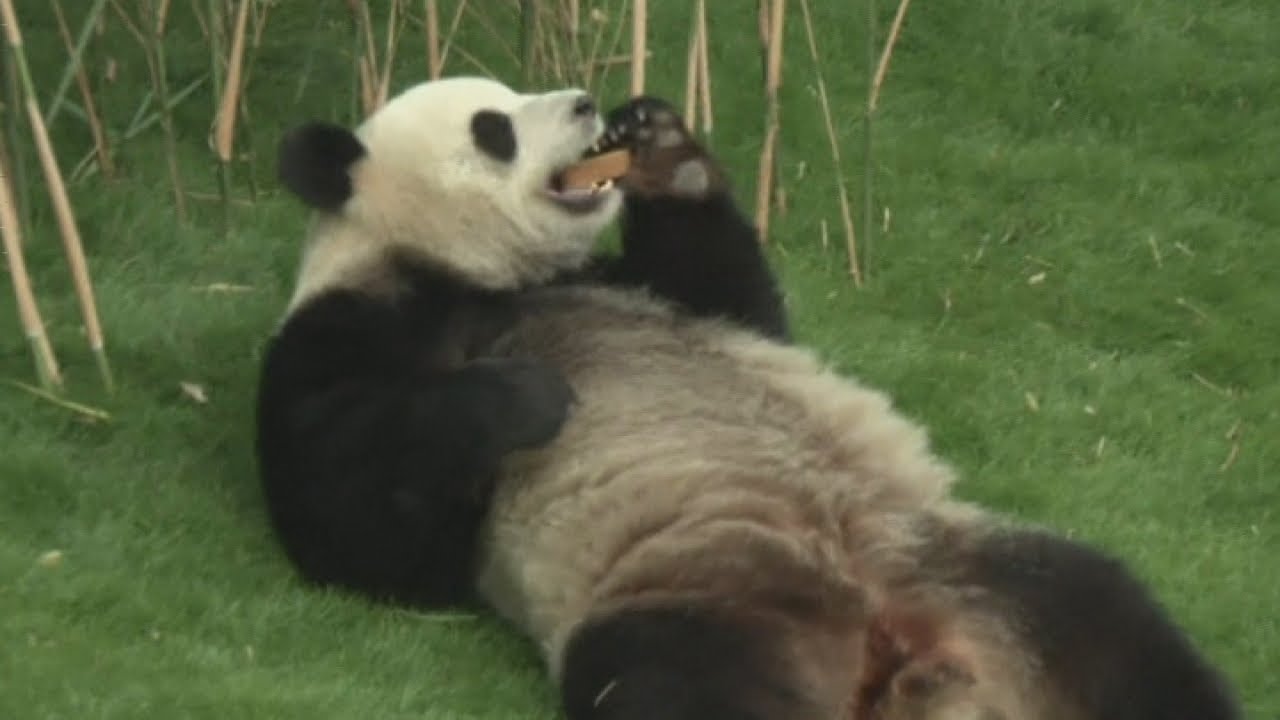 Relaxing giant panda shows off as Chinese president visits Belgium zoo ...