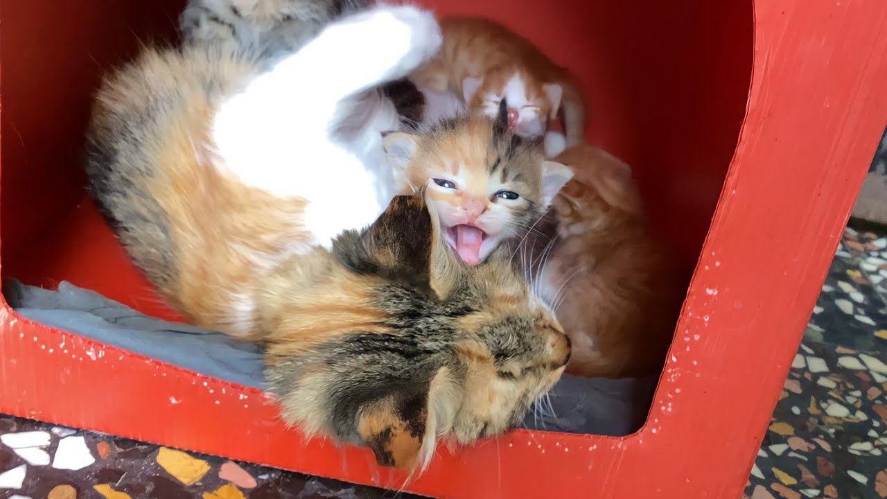 Newborn kittens are drinking breast milk. These kittens are so cute. 🐈😻 ...