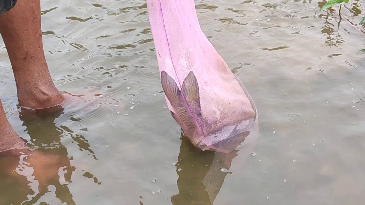 Catching 🐠 fish's 🐠 with out fishing_stick 🎣 - YouTube