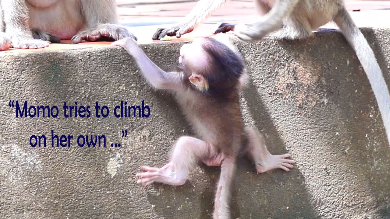 "Momo tries to climb on her own...until done" |Strong baby monkey| So ...