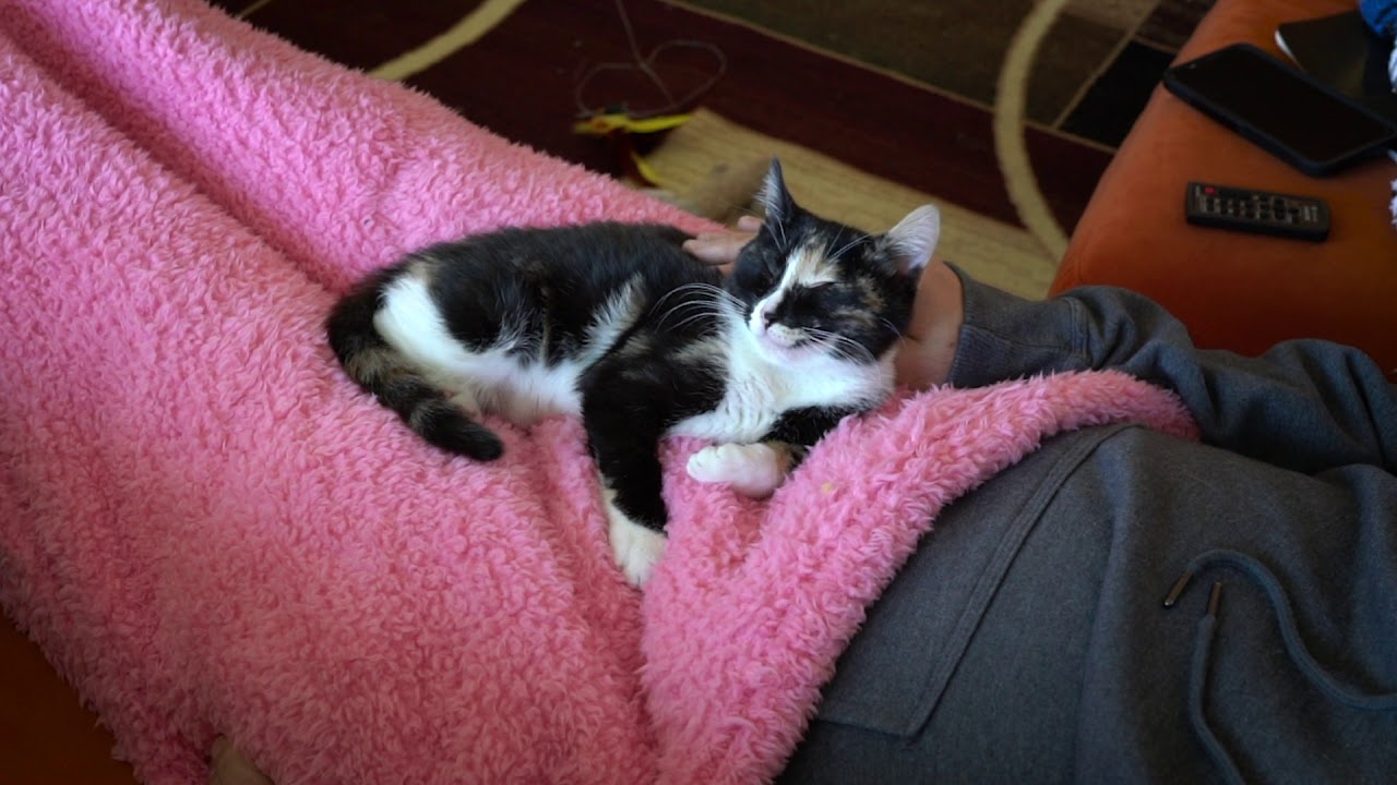 Kitten Bedtime Stories - Ep. 1: "Princess Rosalita" - YouTube