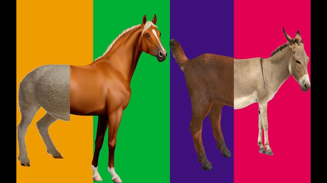 Matching Wrong Body Animals Learning For Kids Finger Family Rhymes for ...