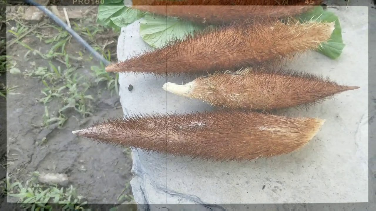 Recolectando la flor de una palma comestible "chichón" - YouTube