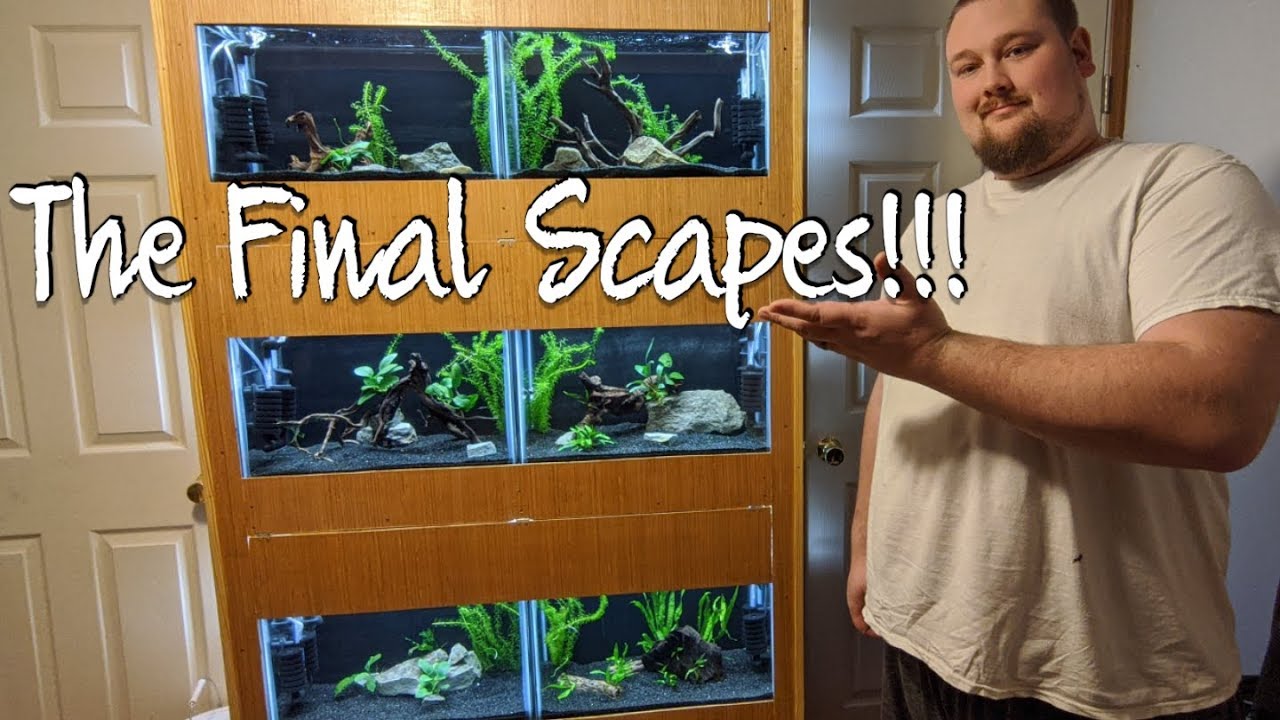 Betta Rack - Scaping the Tanks - YouTube