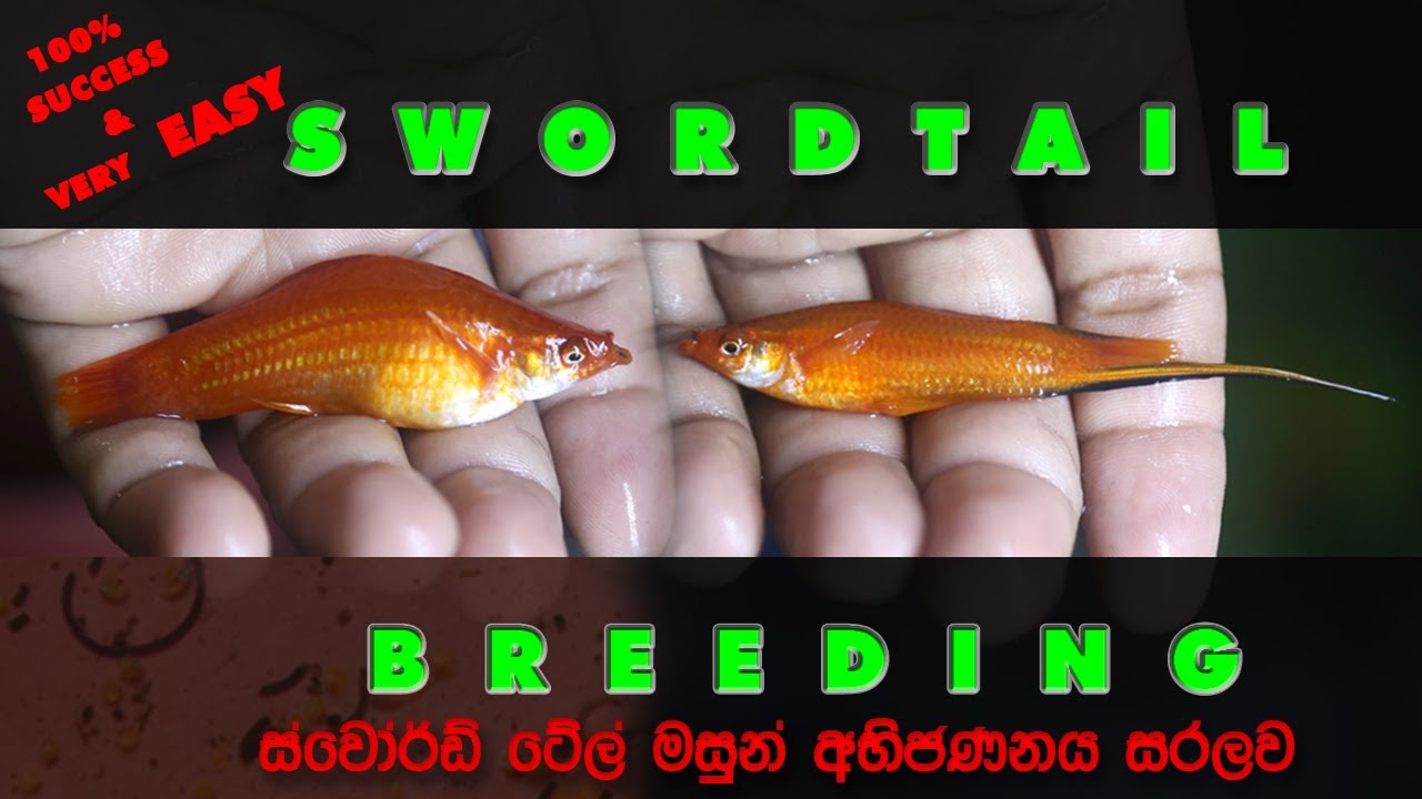 How to breed Swordtail Fish | Sinhala - YouTube
