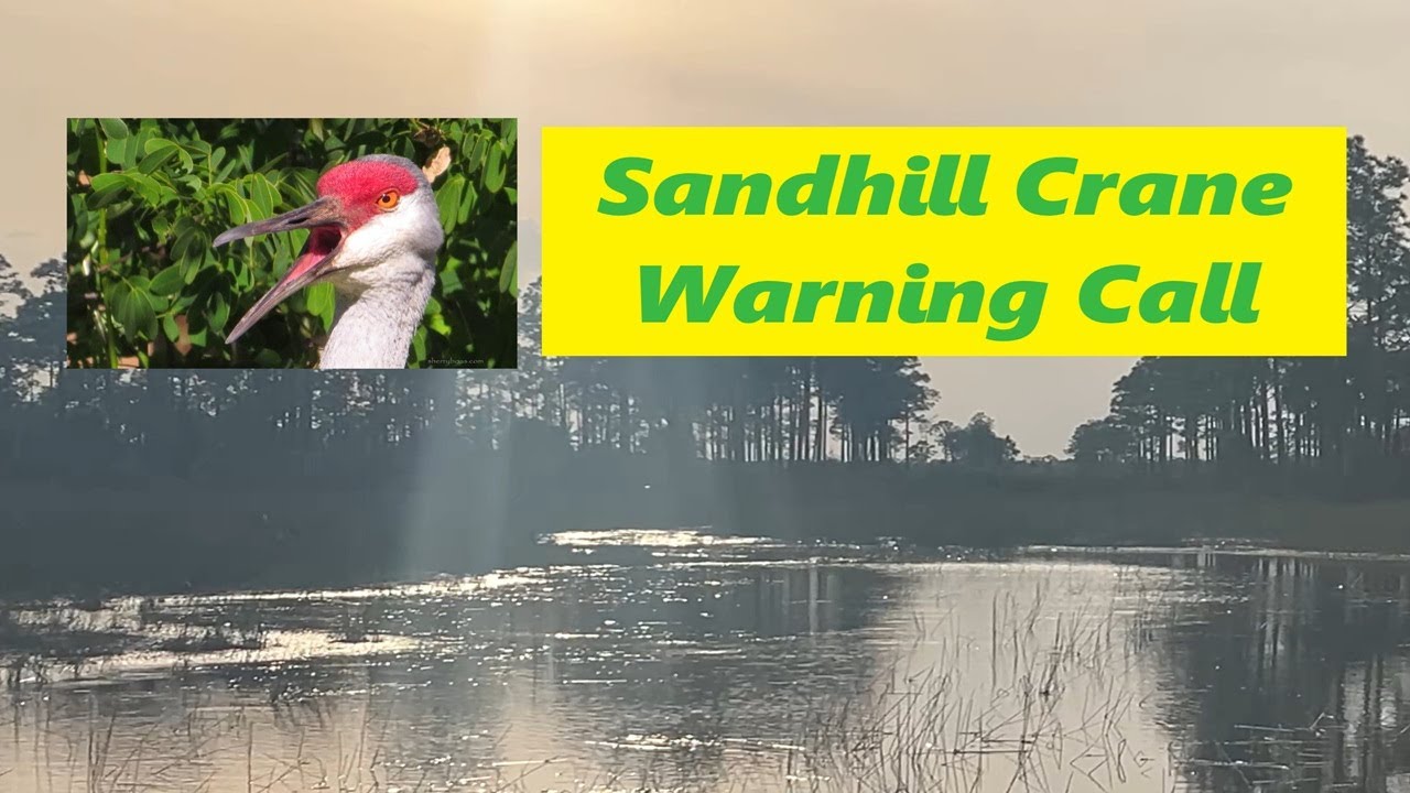 Angry Sandhill Crane - YouTube