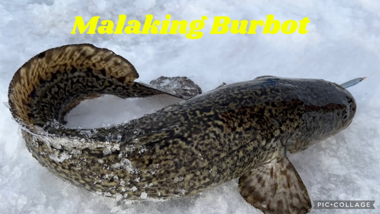 Nakakuha Kami ng Malaking Burbot//10th Day Ice Fishing(01132023) - YouTube