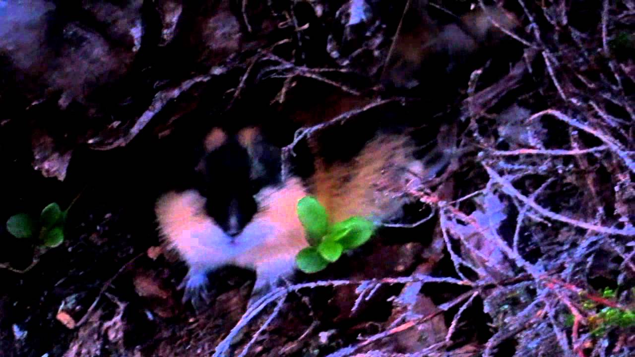Tunturisopuli uhittelee / Angry lemming - YouTube