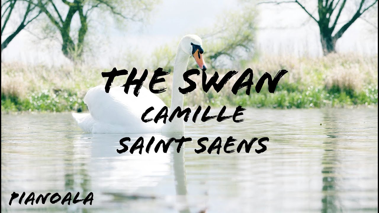 The Swan - Camille Saint Saens - YouTube