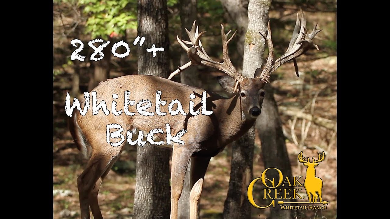 280+ Inch Whitetail Buck at Oak Creek Whitetail Ranch - YouTube