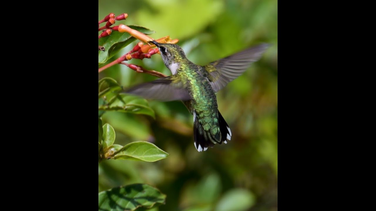 Ruby-throated Hummingbird - YouTube