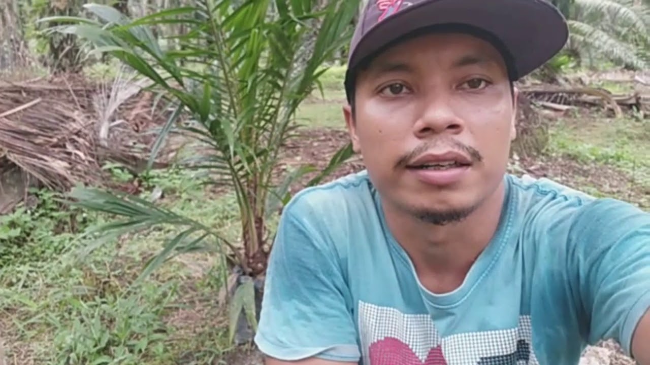 Tanam Sisip Yang Baik dan Benar di Kebun Sawit Terserang Ganoderma ...