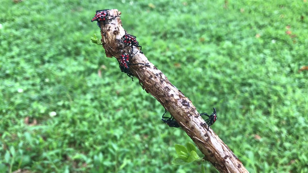 How To Kill Lantern Flies (part 1) - YouTube