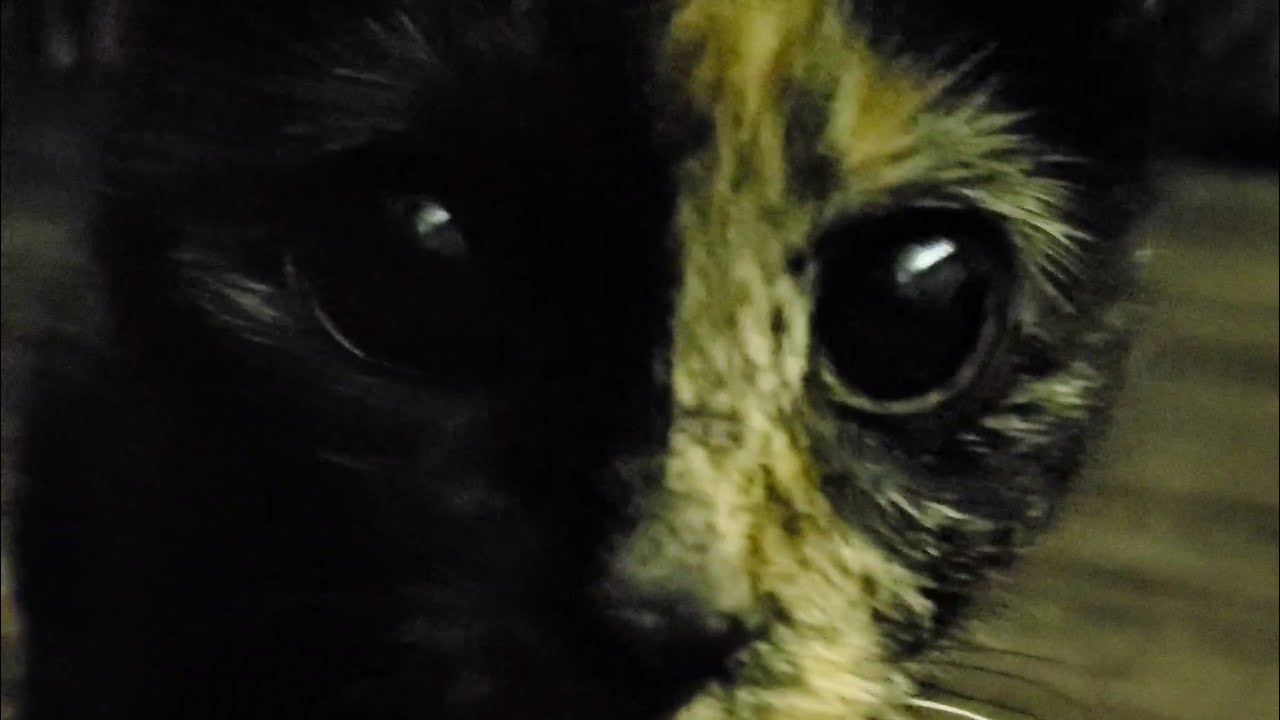 Compilation: Favorite Anibel the Cat videos - YouTube