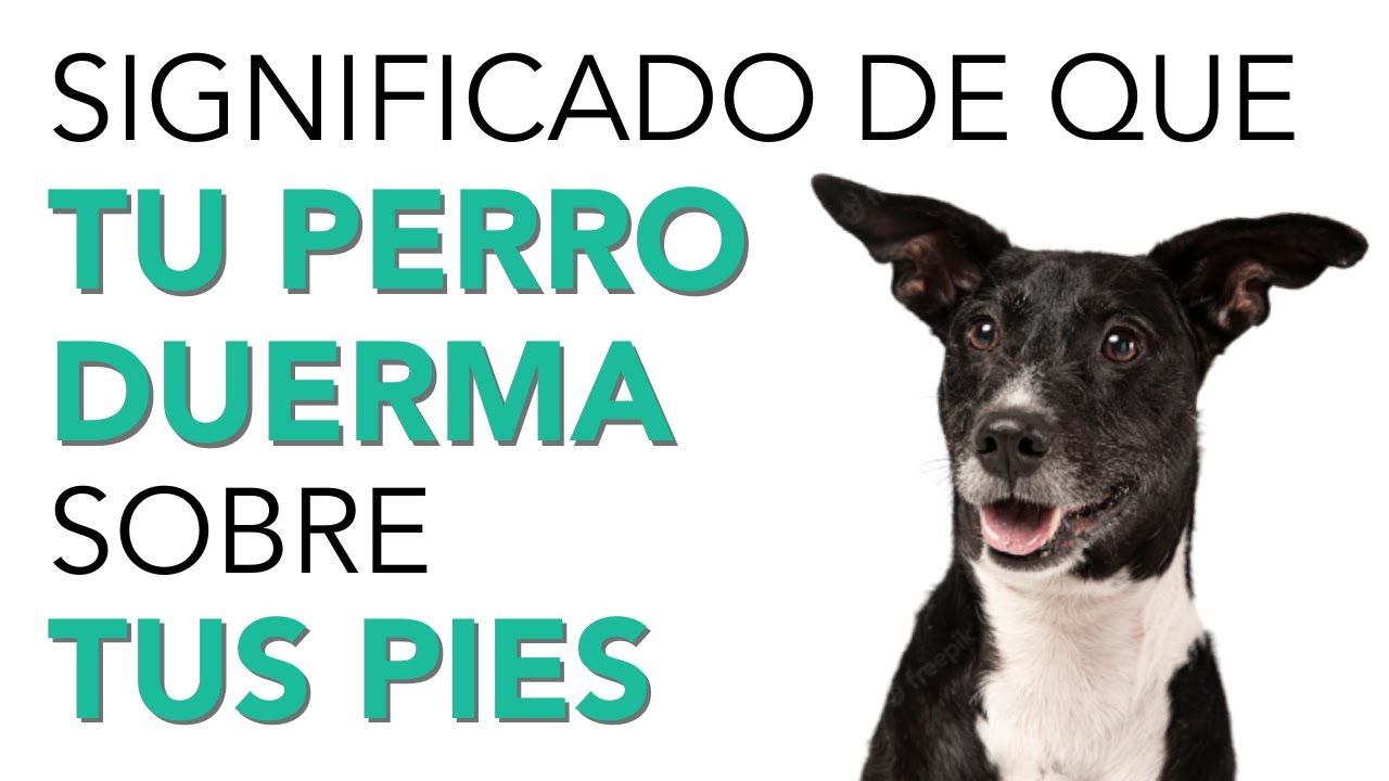 Qué SIGNIFICA que TU PERRO DUERMA en tus PIES 🐶 ¡Descúbrelo! - YouTube