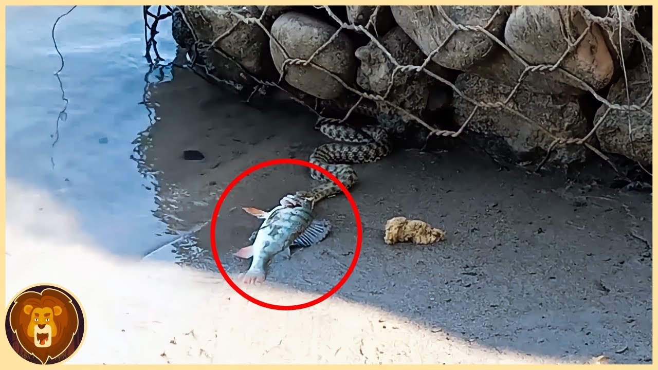 Als dieser Fischer DIESES Tier am Ufer einfing, war er schockiert - YouTube