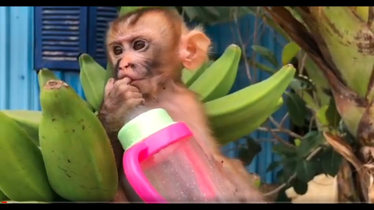 Baby monkey PoPo so cute - YouTube