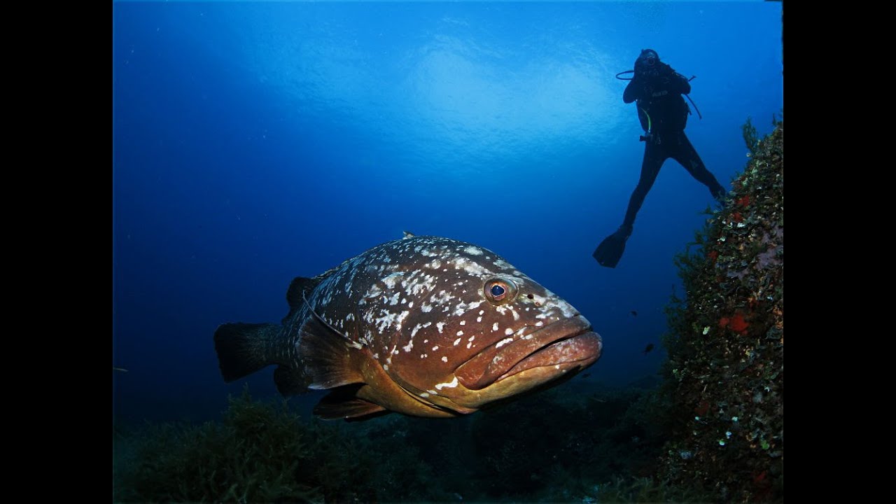 Buceo en Islas Columbretes - YouTube