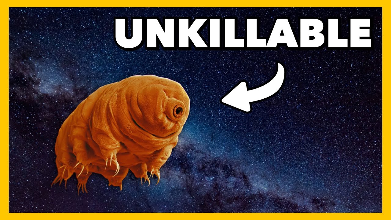 Did this Indestructible Animal come from Space? - YouTube