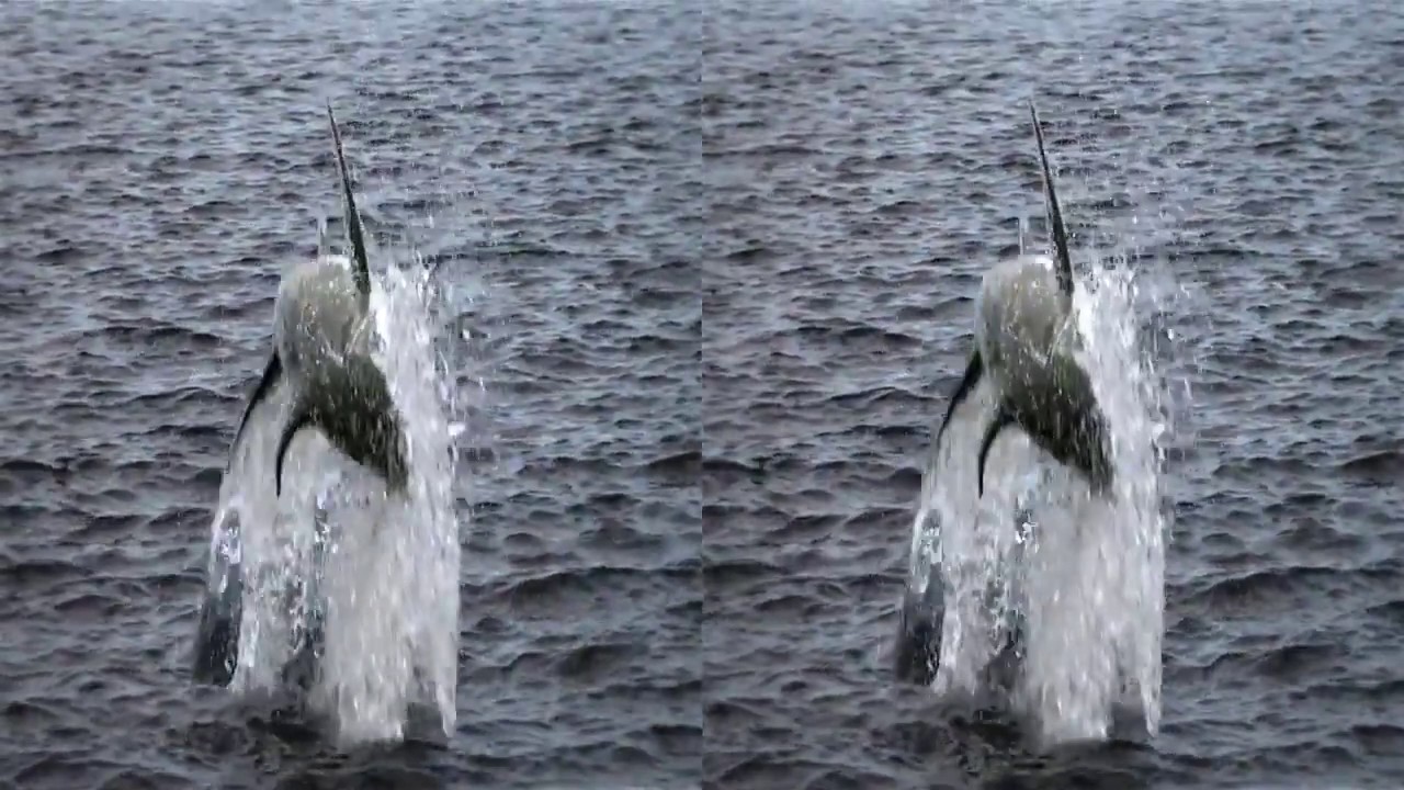 cardboard - Water World 3D Side by Side SBS - YouTube