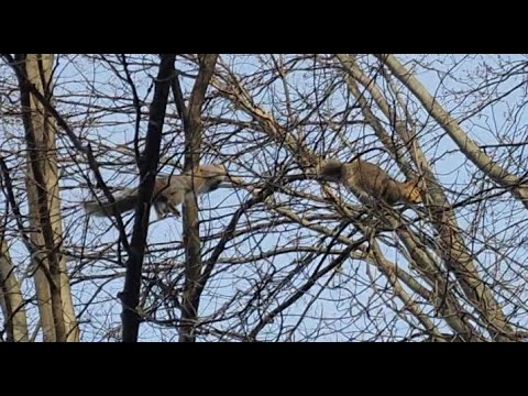Feather's Frantic Friday | Squirrel mating season - YouTube