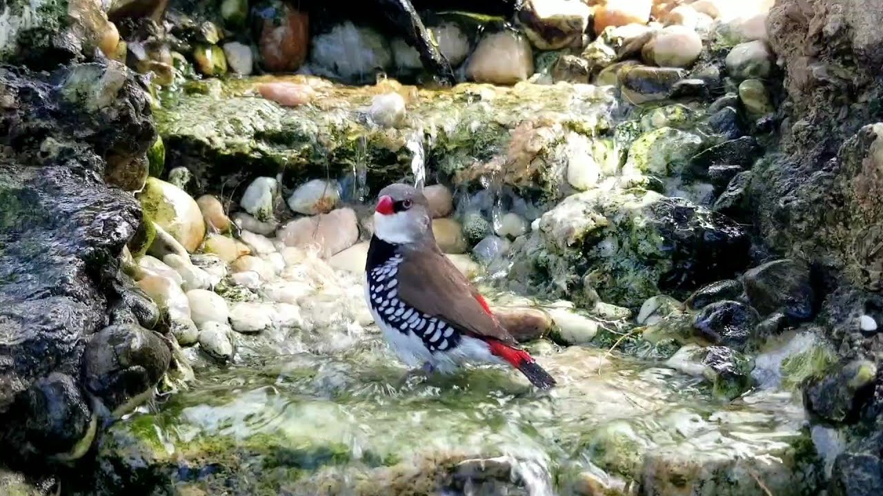 How to build a WATERFALL / POND in your outdoor aviary - YouTube