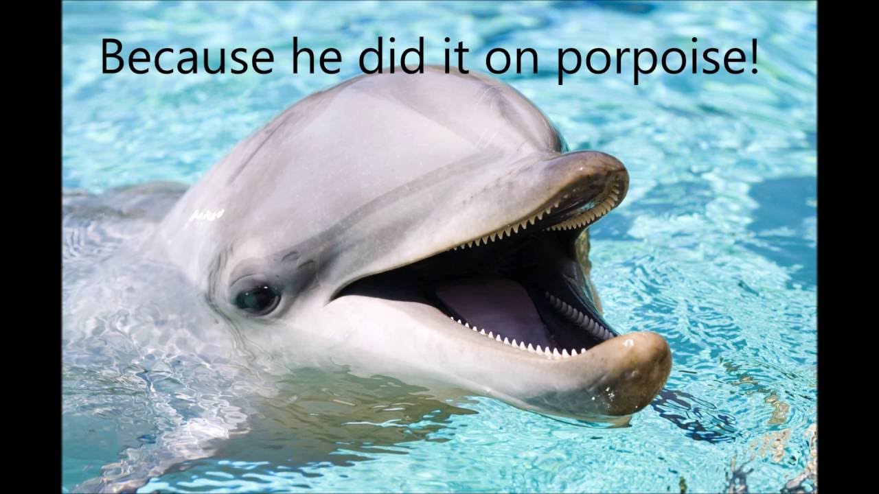 101 Dolphin Jokes Part 1 (It's back baby!)(Jokes 1-8) - YouTube
