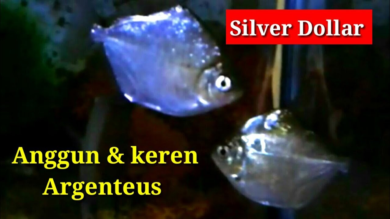Mengenal Ikan Silver Dollar //#Metynnisargenteus - YouTube