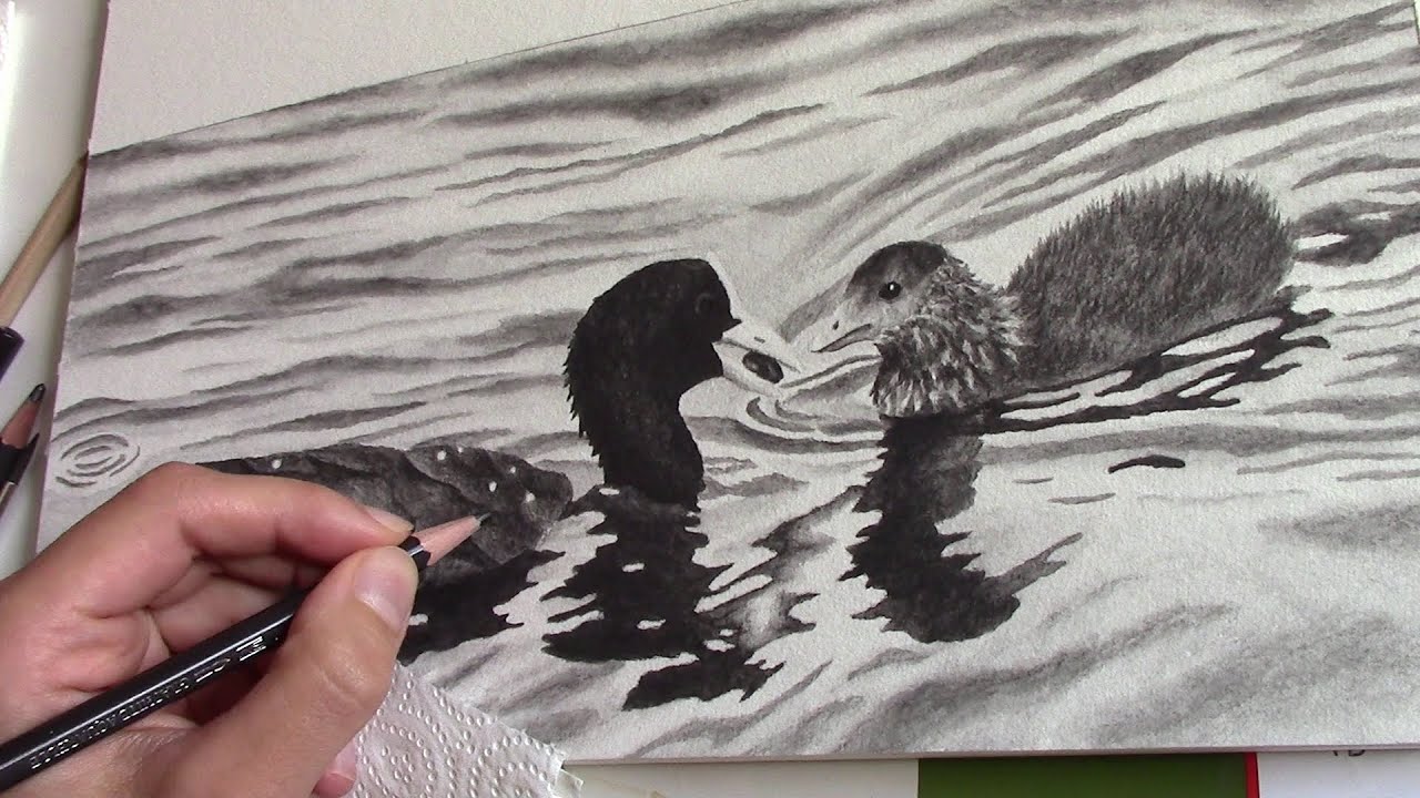 time lapse drawing of a eurasian coot feeding a chick (water soluble ...