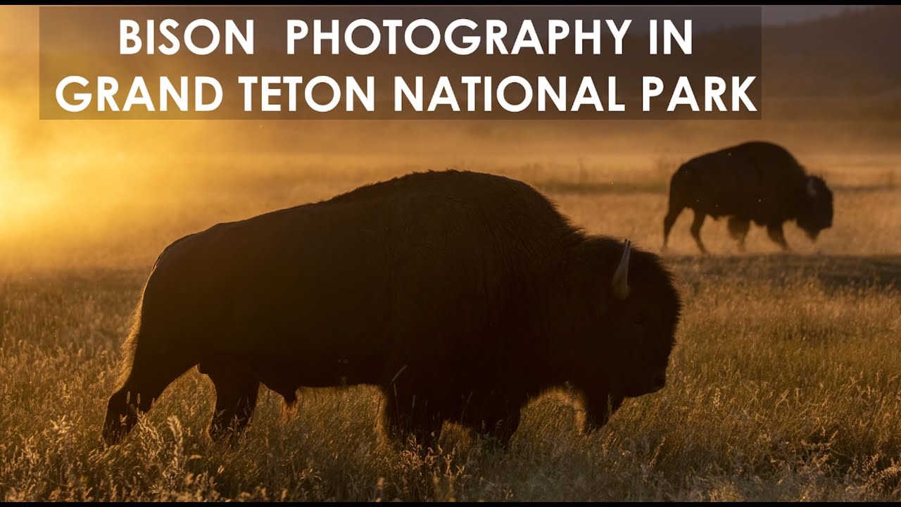 Photographing Bison with the Canon R5 in the Tetons - YouTube
