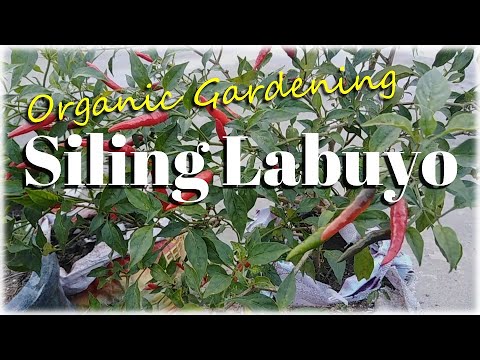 Siling Labuyo | How to plant, care and fertilize Chilli Pepper - YouTube