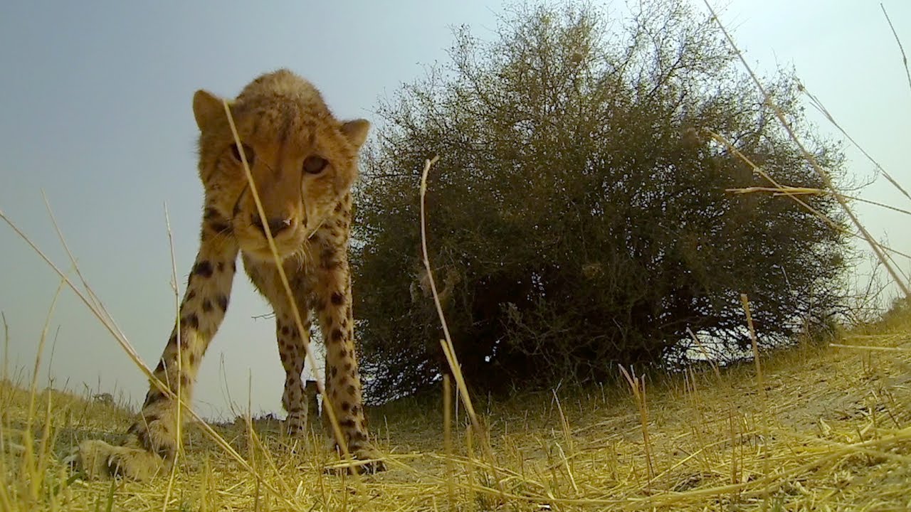 GoPro: Cheetah Licks My GoPro - YouTube