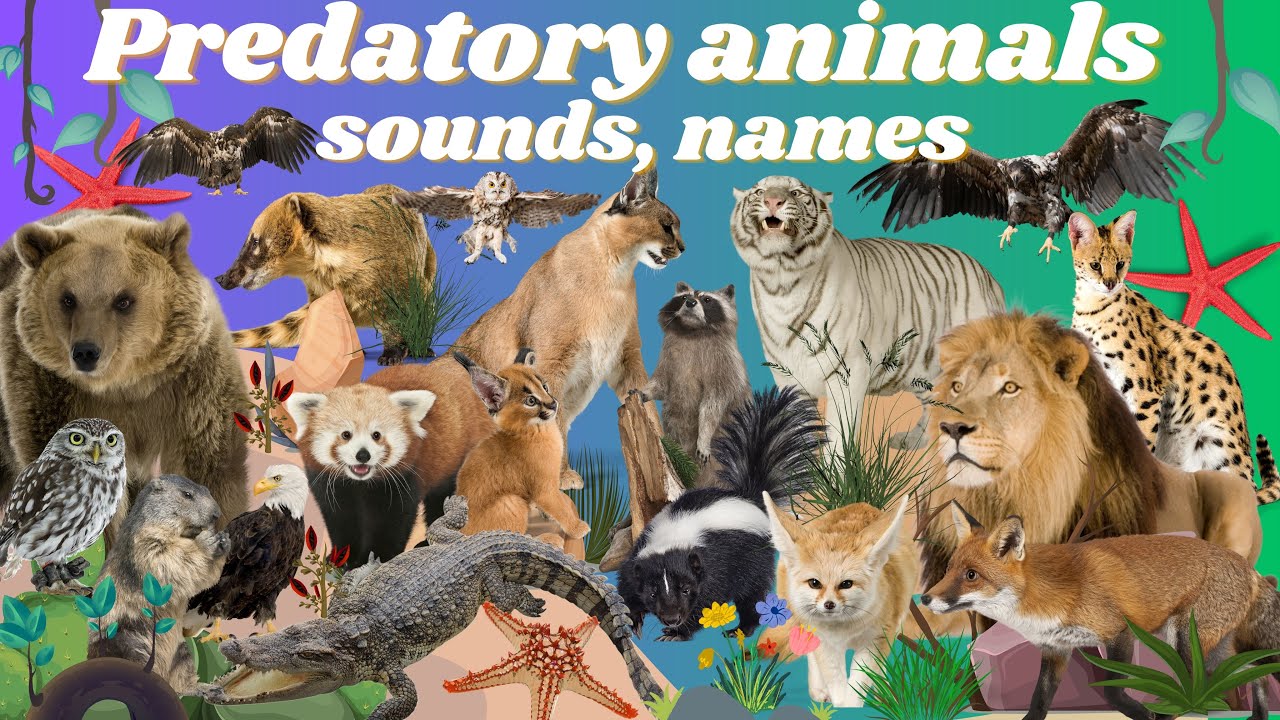 PREDATORY Animals Sounds and names #animalsounds #4kvideo #coati # ...