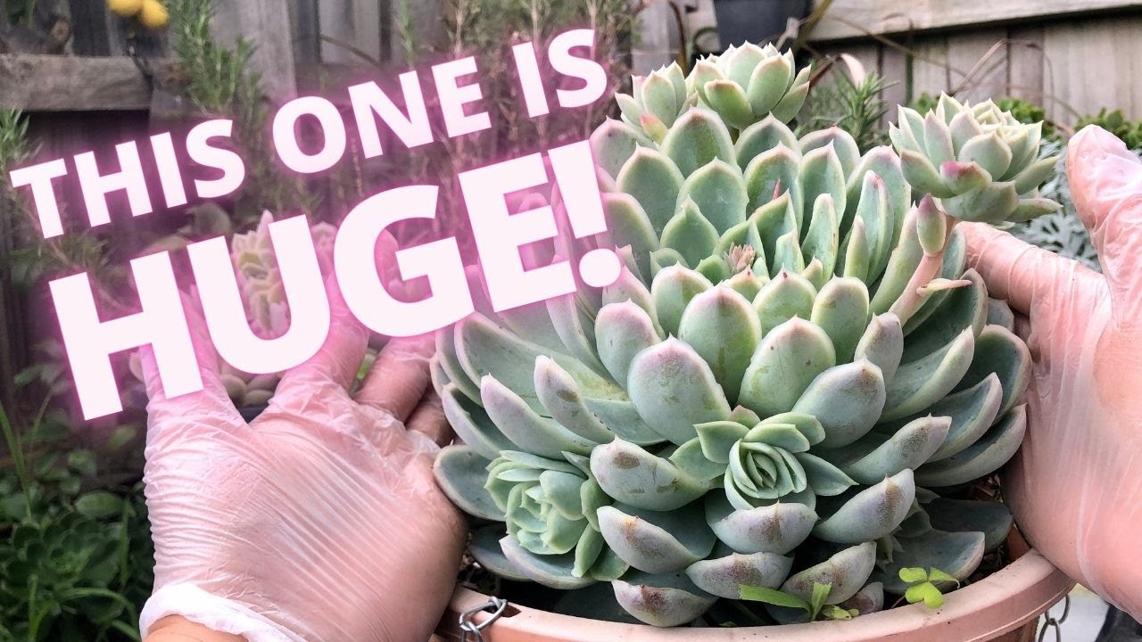 HARVESTING OFFSETS from HUGE ECHEVERIA ELEGANS - YouTube