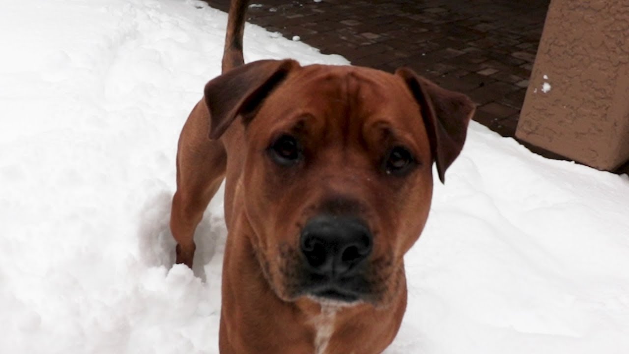 Snow Storm with my Dog - YouTube