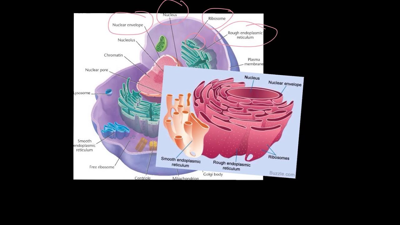 cytomembrane system - YouTube