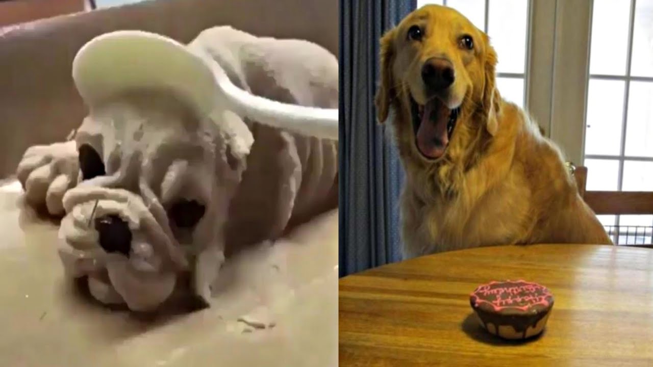 Dog Reaction to Cutting Cake_Funny Dog Cake Reaction Tik Tok Videos ...