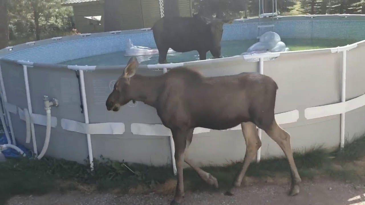 Beautiful Moose in Their Backyard || ViralHog - YouTube