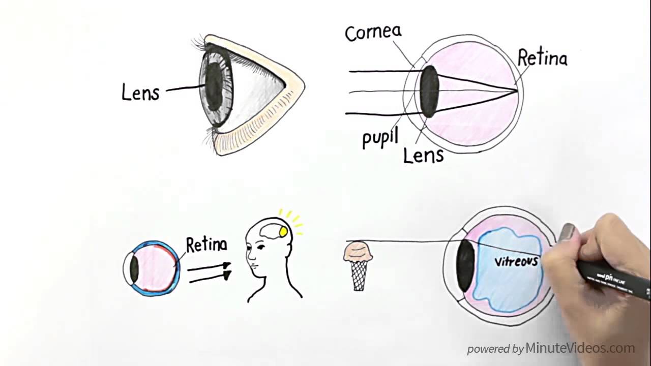The human eye - a secondary school introduction - YouTube