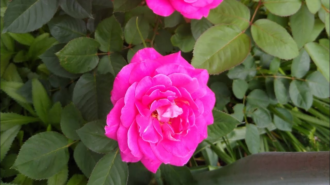 Pruning my "Electron" hybrid tea rose - YouTube