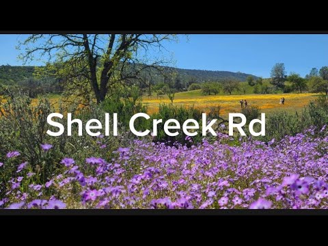 Part4: Superbloom 2023 Shell Creek Rd| Carrizo Plain wildflowers - YouTube