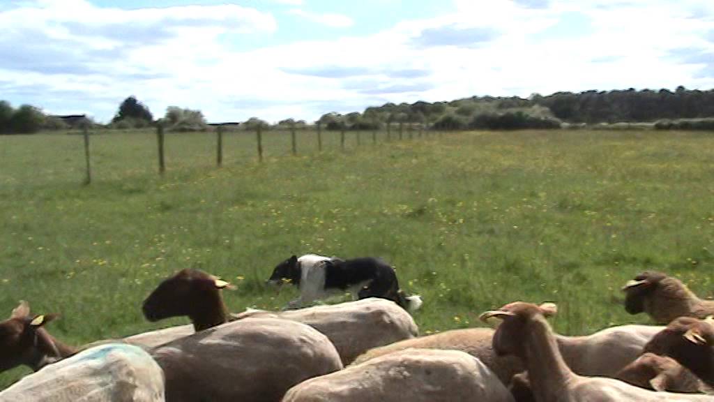 Bee-bop Border Collie sheepdog - YouTube