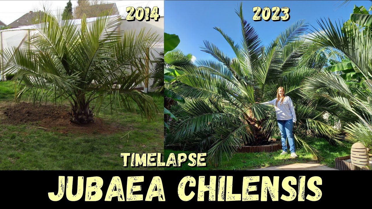 10 Years Timelapse of my Jubaea chilensis @ Belgium - YouTube