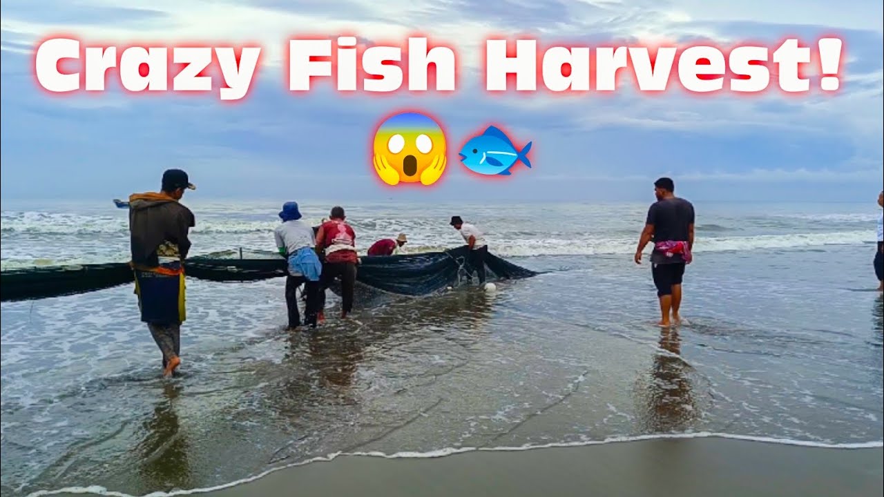 Big Harvest on the Beach! Fishermen Get a Massive Catch! 💥🐟 - YouTube