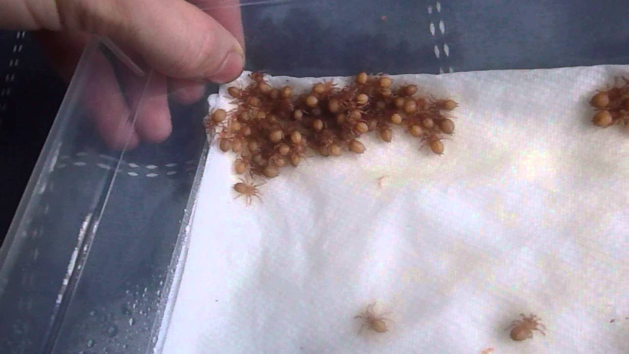 How I care for EWL to spiderlings - YouTube