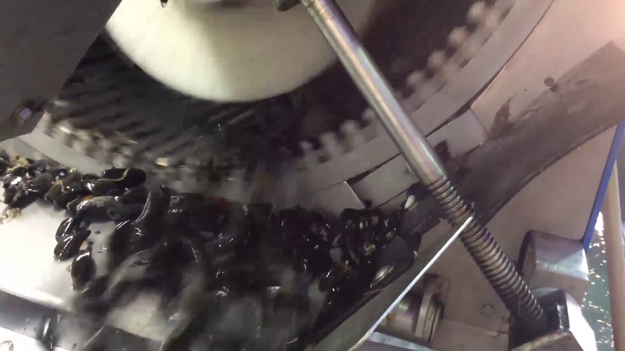 Cylindrical mussel washer MULOT - YouTube